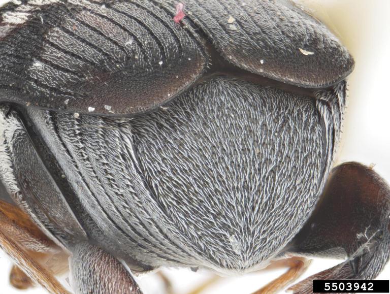 bean bruchids (Genus Acanthoscelides Schilsky, 1905)