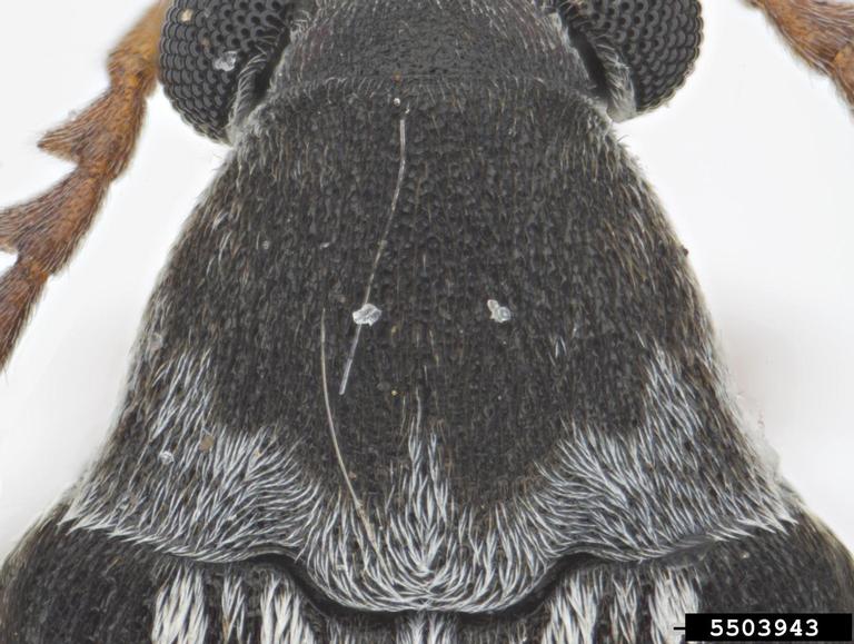 bean bruchids (Genus Acanthoscelides Schilsky, 1905)