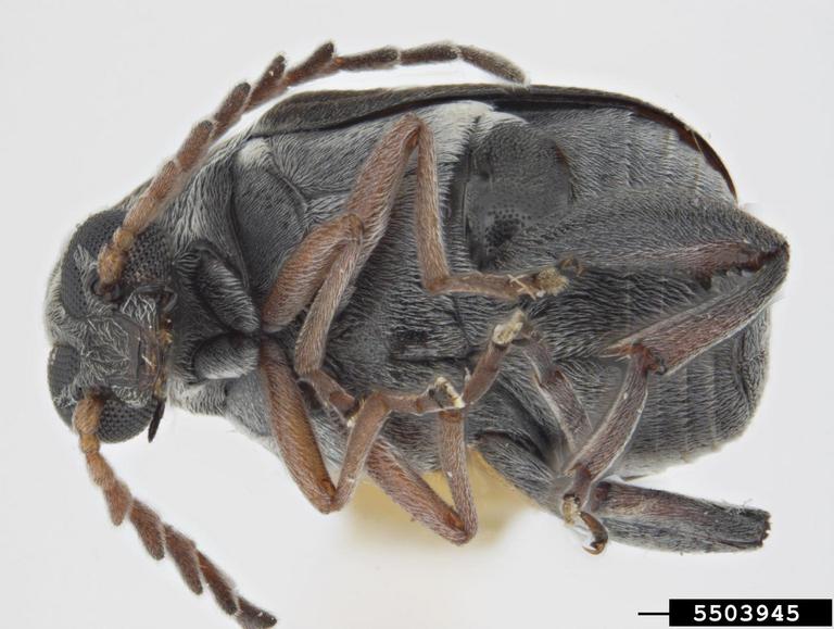 bean bruchids, Acanthoscelides spp. (Coleoptera: Chrysomelidae) - 5503945