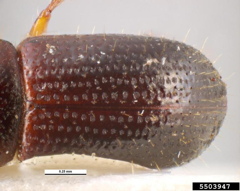 palm seed borer (Coccotrypes striatus Eggers, 1920)
