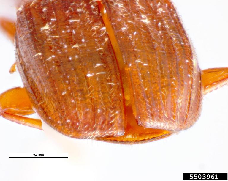 rusty grain beetle (Cryptolestes ferrugineus (Stephens, 1831))