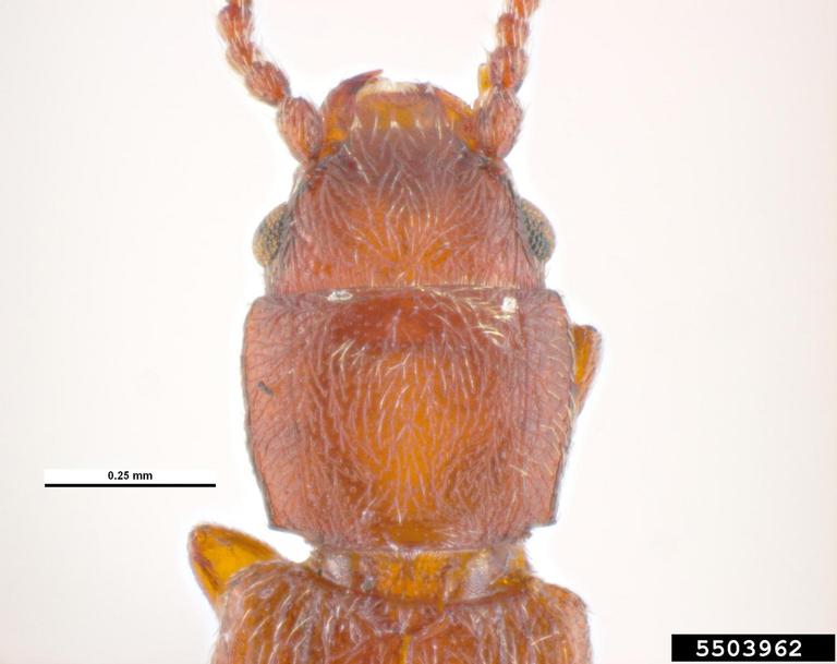 rusty grain beetle (Cryptolestes ferrugineus (Stephens, 1831))