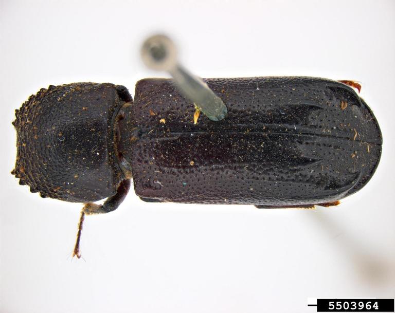 auger beetle (Bostrychopsis uncinata (Germar, 1824))