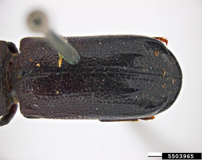 auger beetle (Bostrychopsis uncinata (Germar, 1824))