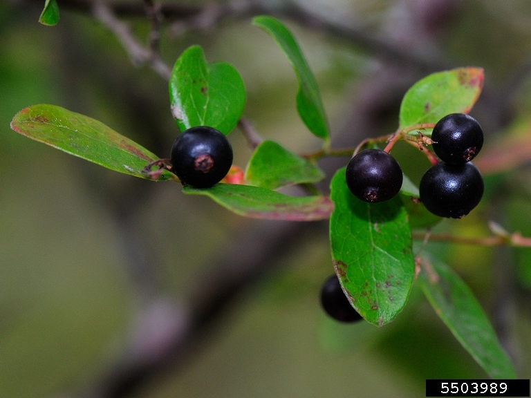sparkleberry (Vaccinium arboreum Marsh.)