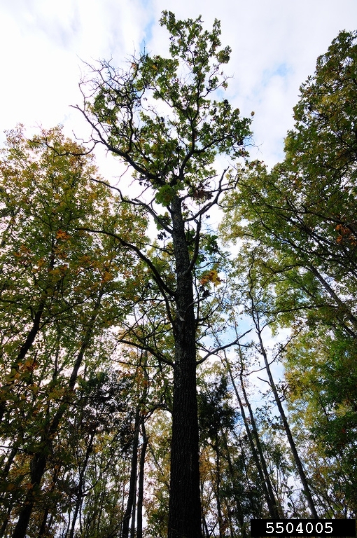 blackjack oak (Quercus marilandica Muenchh.)