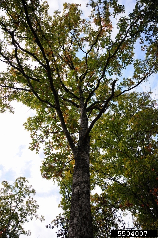 post oak (Quercus stellata Wangenh.)