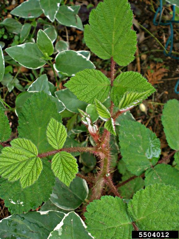 wine raspberry (Rubus phoenicolasius Maxim.)