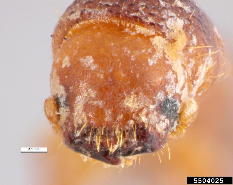 ambrosia beetle (Euwallacea bicolor Wood & Bright, 1992)