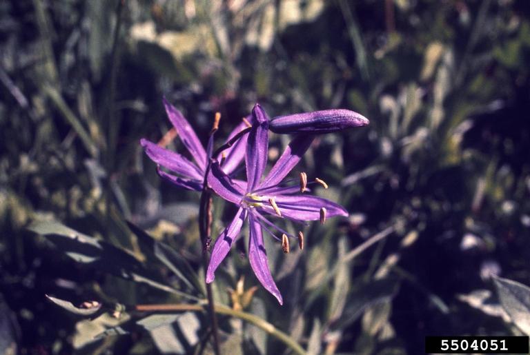 small camas (Camassia quamash)