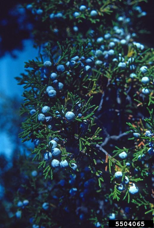 juniper (Genus Juniperus)