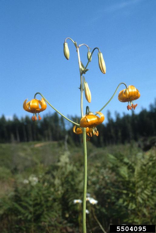 Columbia lily (Lilium columbianum)