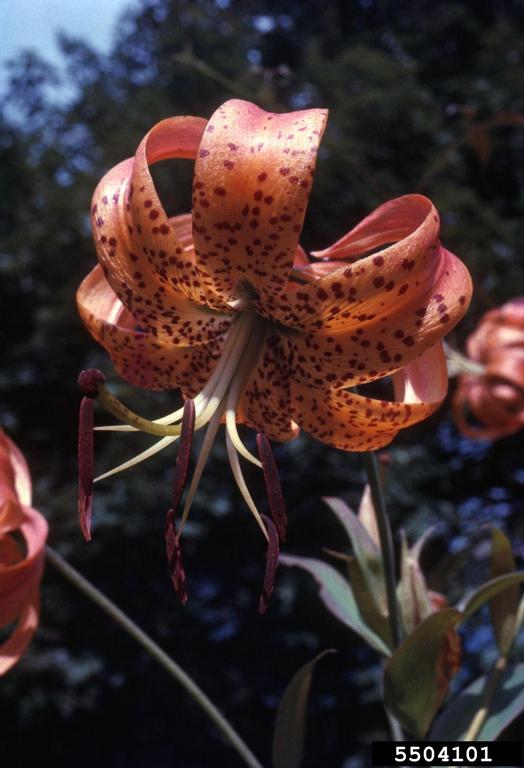 turk's-cap lily (Lilium superbum L.)
