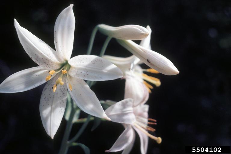 Washington lily (Lilium washingtonianum)