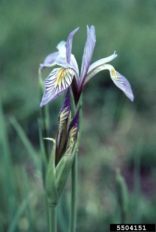 Rocky Mountain iris (Iris missouriensis)