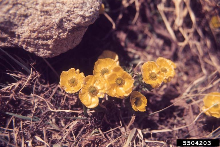 alpine buttercup (Ranunculus adoneus A. Gray)