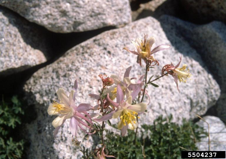 Sierra columbine (Aquilegia pubescens)