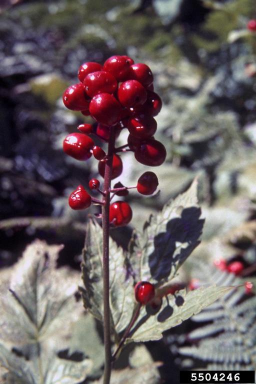 red baneberry (Actaea rubra (Ait.) Willd.)