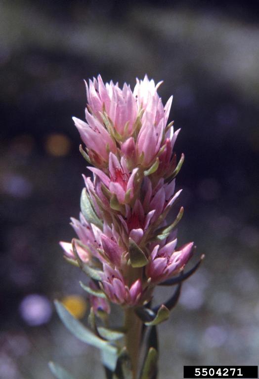 redpod stonecrop (Rhodiola rhodantha)