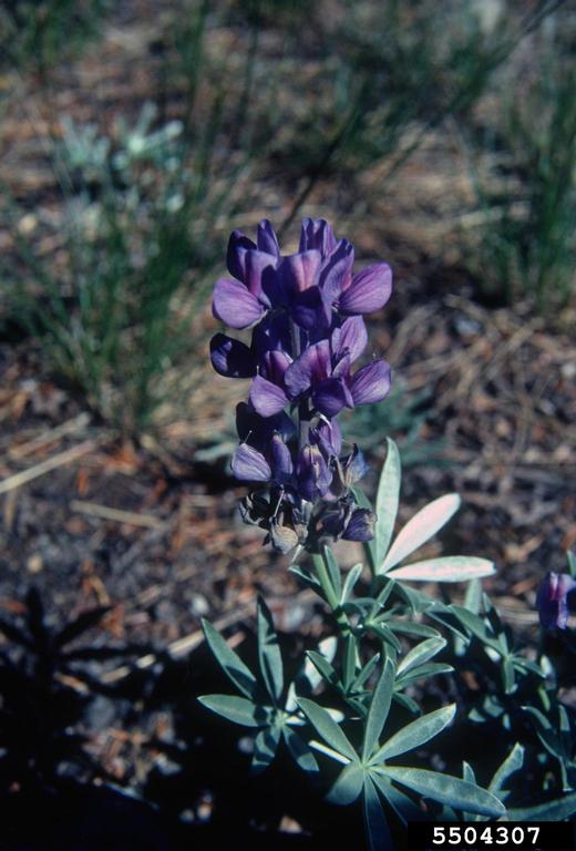 lupine, Lupinus spp. (Fabales: Fabaceae) - 5504307