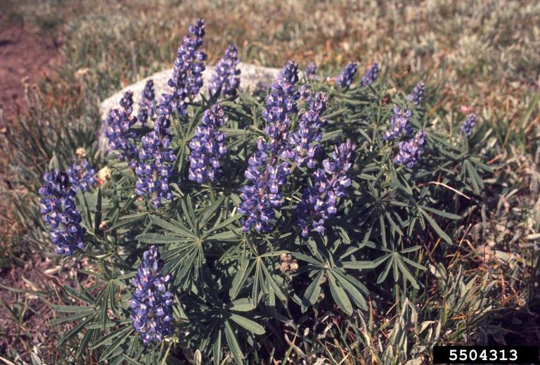lupine (Genus Lupinus)