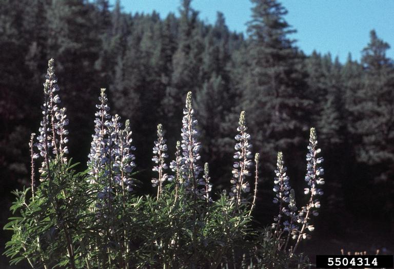 lupine (Genus Lupinus)