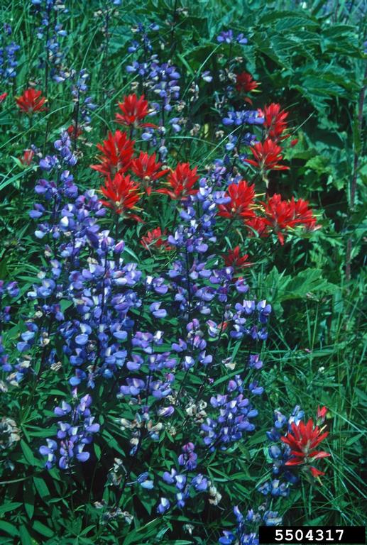 lupine (Genus Lupinus)