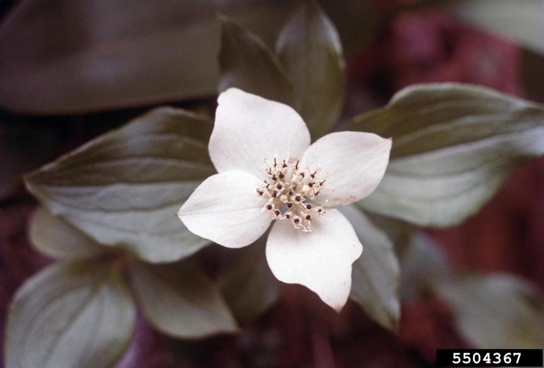 bunchberry (Cornus canadensis L.)