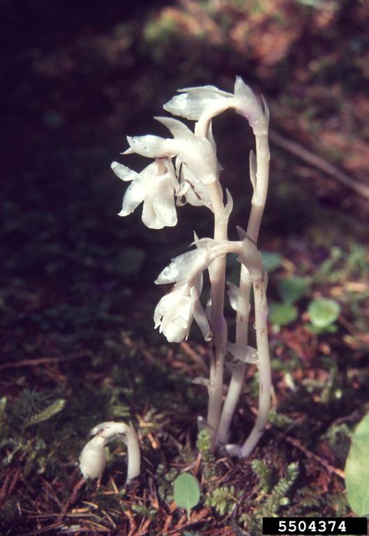Indianpipe (Monotropa uniflora)