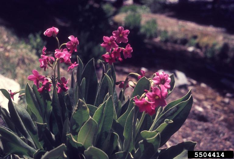 Parry's primrose (Primula parryi Gray)
