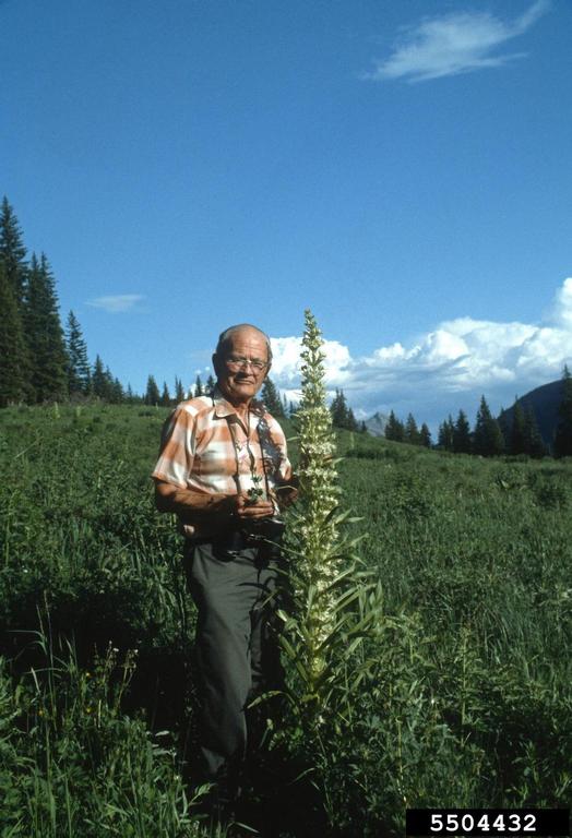 elkweed (Frasera speciosa Dougl. ex Griseb.)