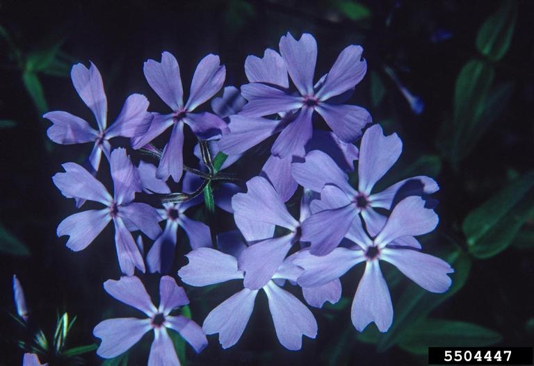 phlox (Genus Phlox)