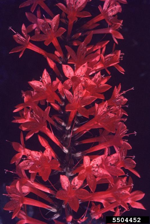 standing-cypress, Ipomopsis rubra (Solanales: Polemoniaceae) - 5504452