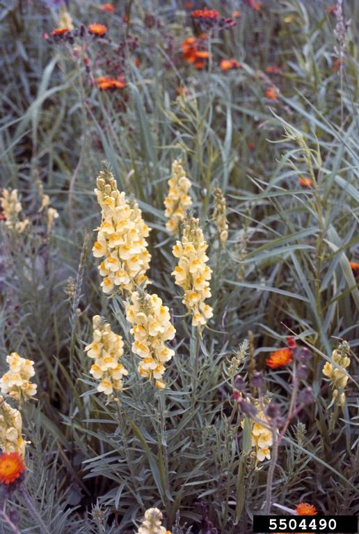yellow toadflax (Linaria vulgaris)
