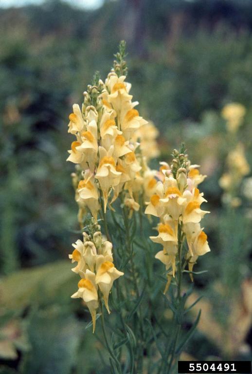 yellow toadflax (Linaria vulgaris)