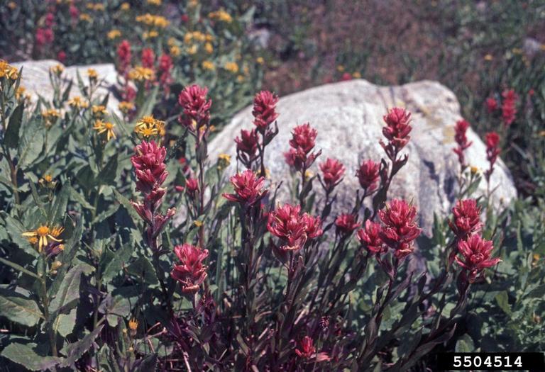 Indian paintbrush (Genus Castilleja Mutis ex L.f.)