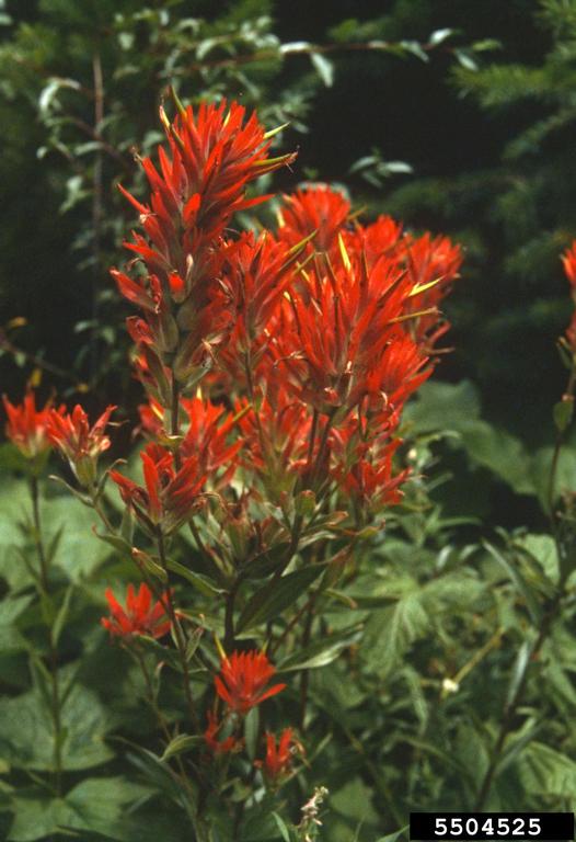 Indian paintbrush (Genus Castilleja)