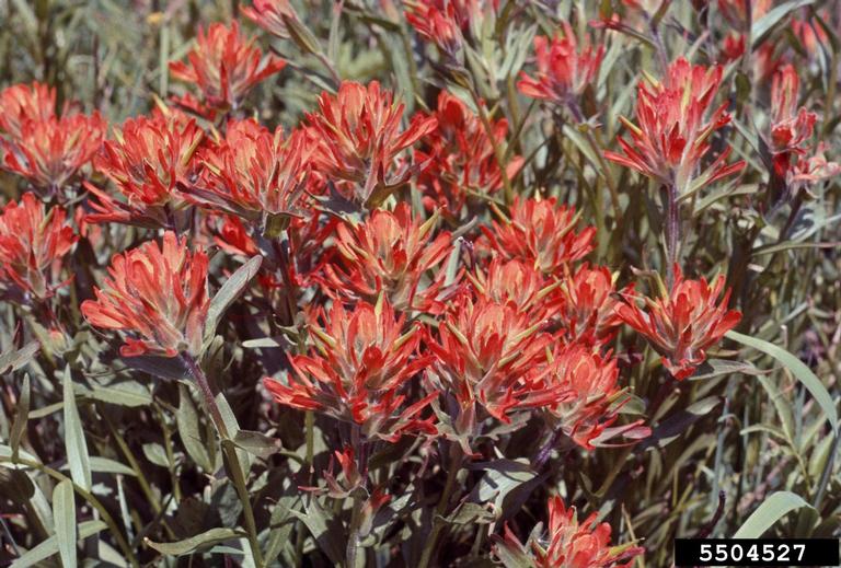 Indian paintbrush (Genus Castilleja)