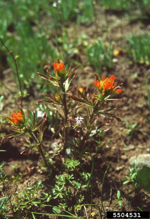 Indian paintbrush (Genus Castilleja Mutis ex L.f.)