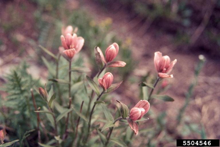 Indian paintbrush (Genus Castilleja)