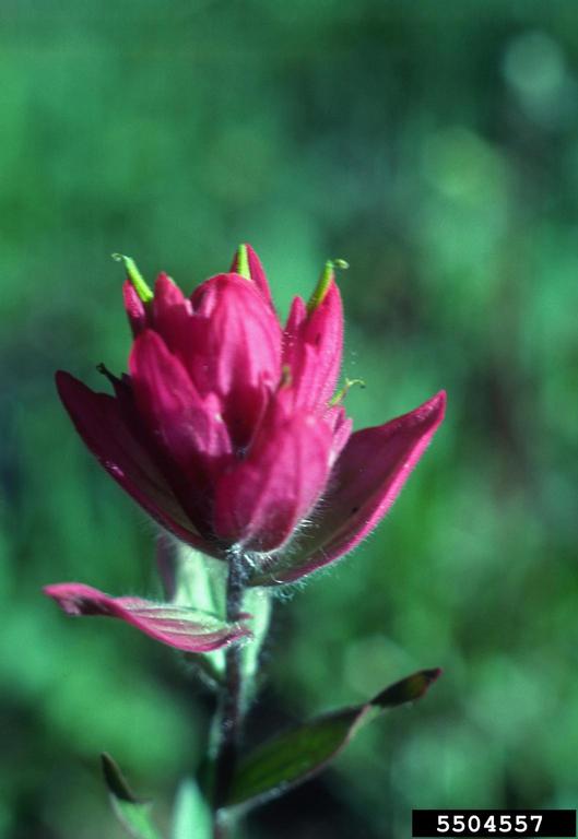 Indian paintbrush (Genus Castilleja Mutis ex L.f.)