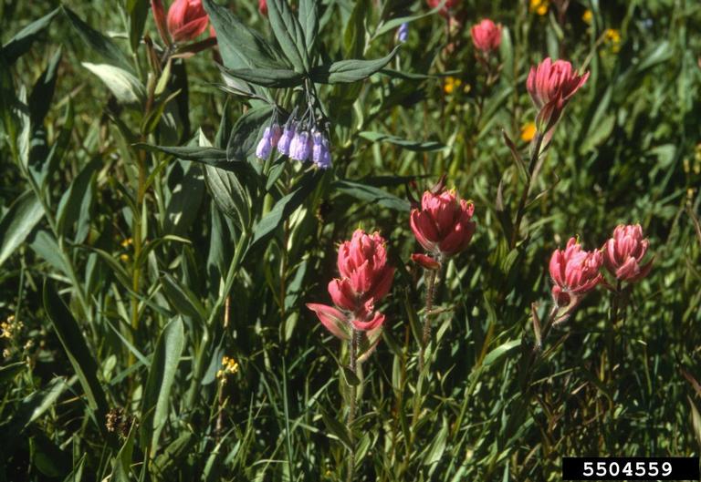 Indian paintbrush (Genus Castilleja)