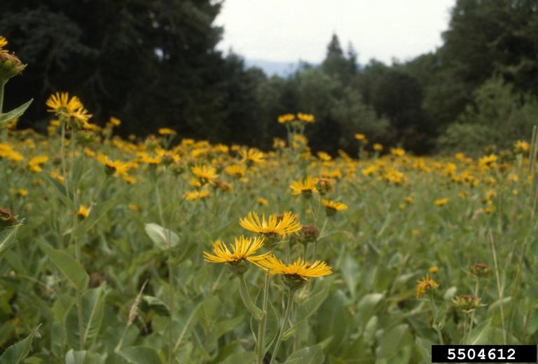 telegraph weed (Heterotheca grandiflora Nutt.)