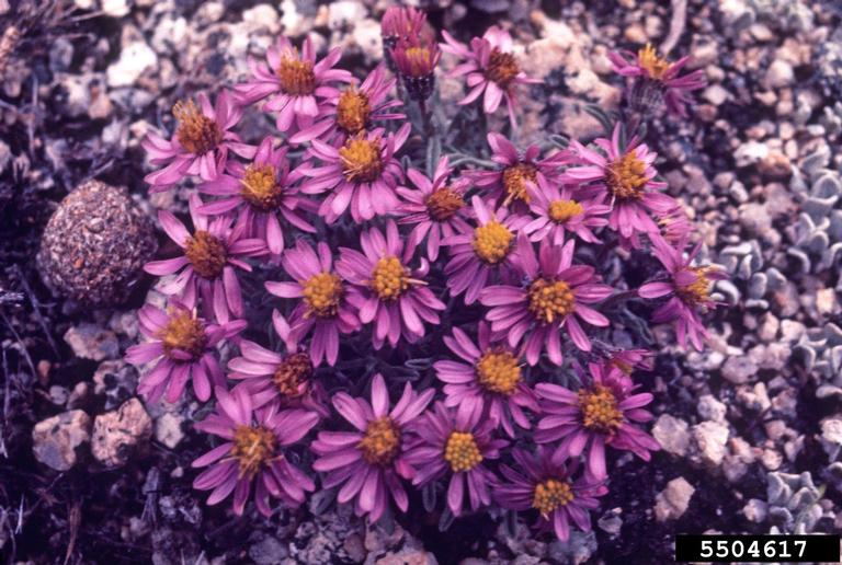 aster (Genus Aster L.)