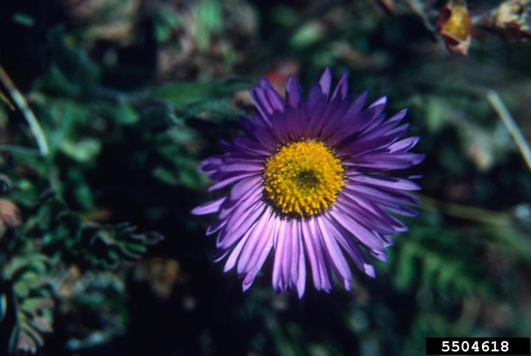 aster (Genus Aster L.)