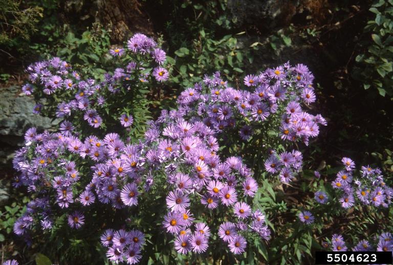 New England aster (Symphyotrichum novae-angliae)