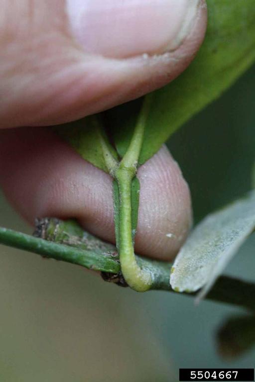 1449 (Citremon hybrid cv. 1449 (Tanaka))