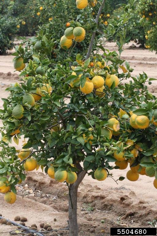 1452 (Citrumelo hybrid cv. 1452 (Tanaka))