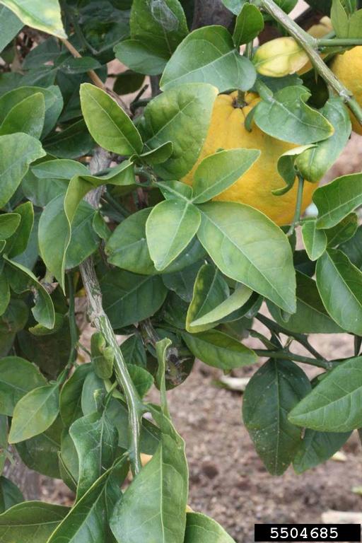 1452 (Citrumelo hybrid cv. 1452 (Tanaka))