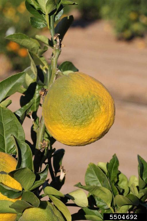 1452 (Citrumelo hybrid cv. 1452)